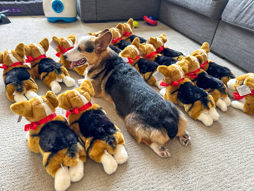 Special Splooting Gatsby Corgi Plush – Corgi On Fleek