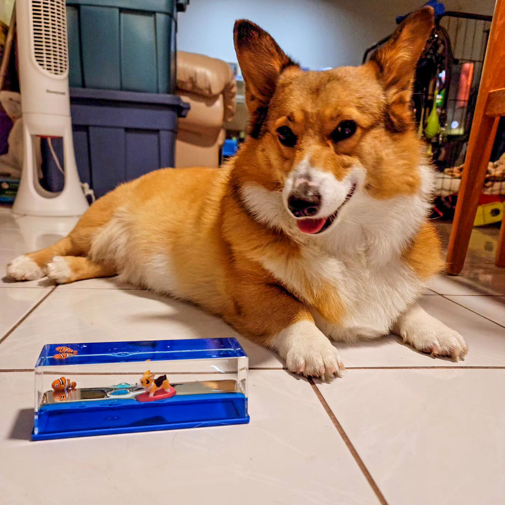 Surfing Corgi Liquid Paperweight – Corgi On Fleek