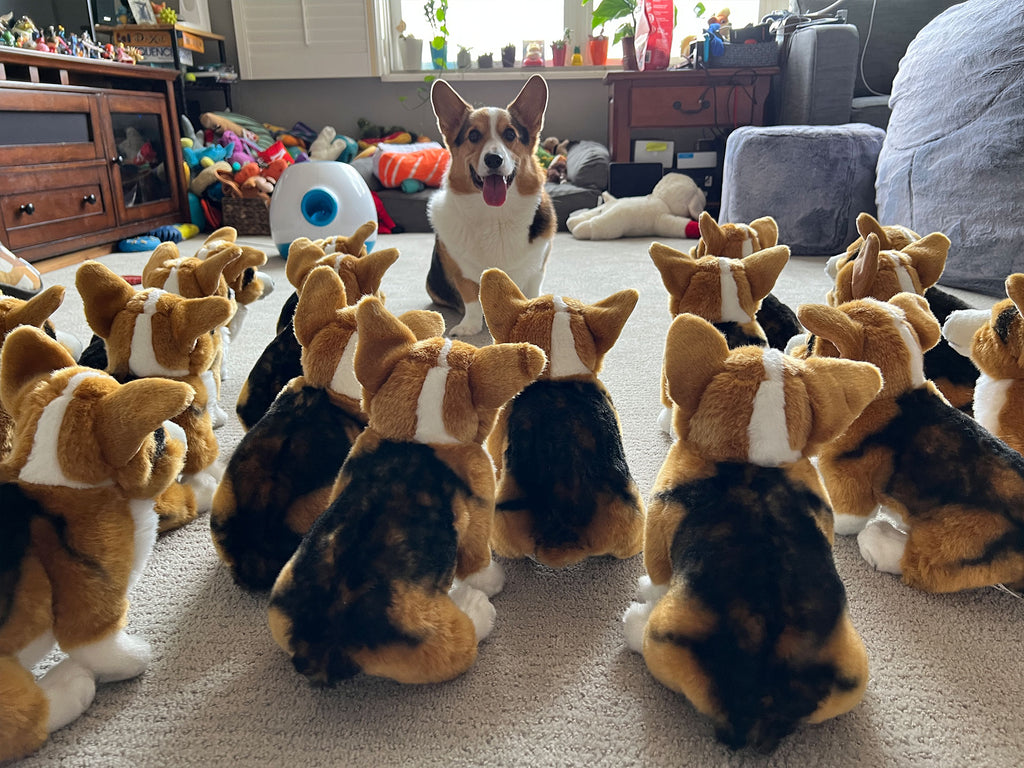 Official Gatsby Corgi Plush – Corgi On Fleek