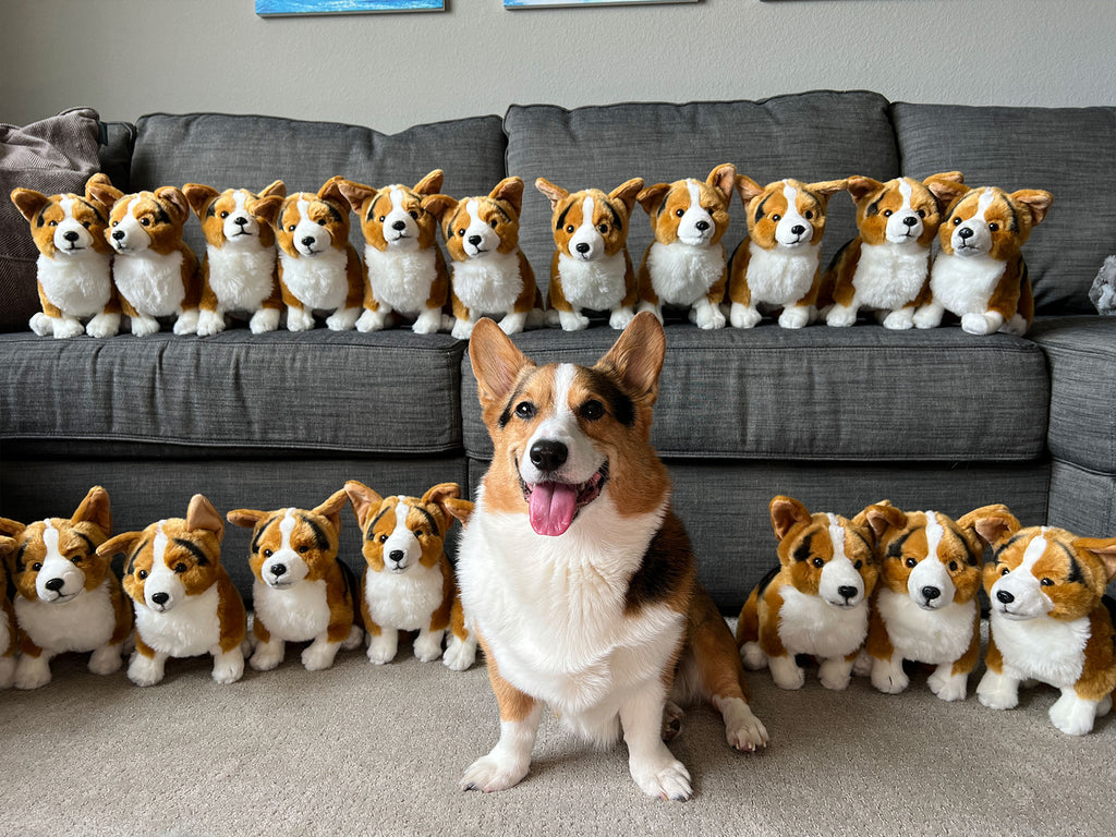 Official Gatsby Corgi Plush – Corgi On Fleek